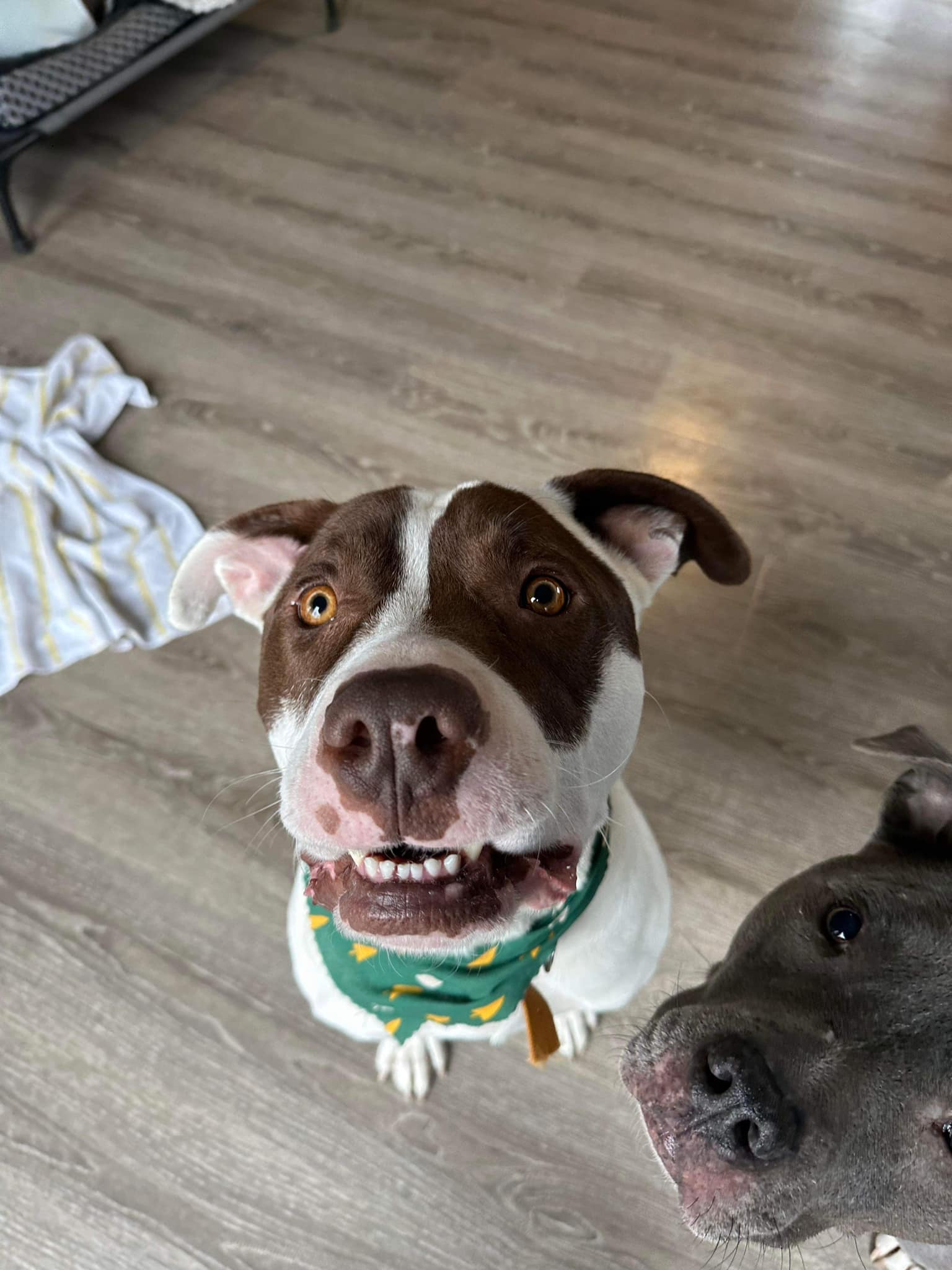 Our Adoptable Dogs! » Misfit Angels Rescue